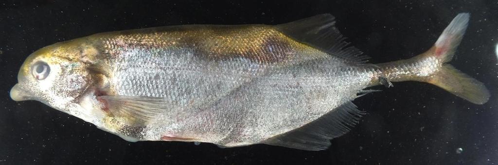 (Marcusenius mento) - Marine Life Identification