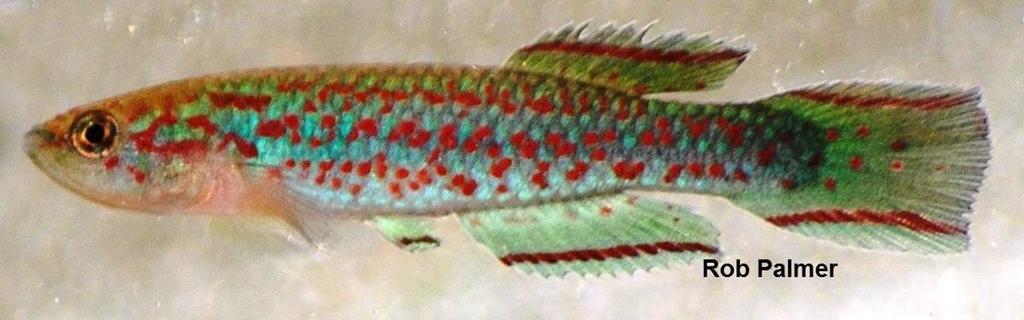 Scriptaphyosemion chaytori from Tonkolili, Sierra Leone on May 7, 2013 ...