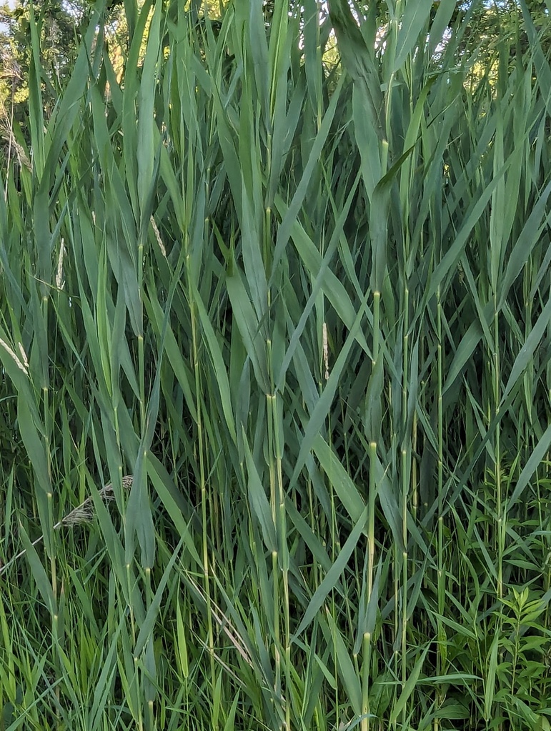 common reed from Allen County, IN, USA on June 10, 2024 at 07:04 AM by ...
