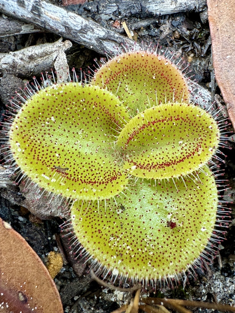 Red Ink Sundew from Kalgan Ward, Kalgan, WA, AU on June 9, 2024 at 12: ...