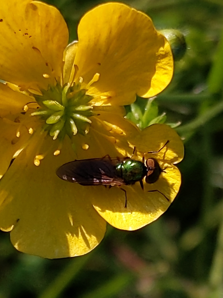 Broad Centurion Fly from Beverley HU17, UK on June 10, 2024 at 05:50 PM ...