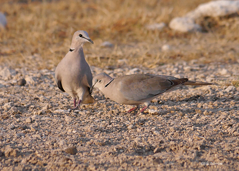 Ring-necked Dove from Etosha National Park on April 24, 2016 at 04:48 ...