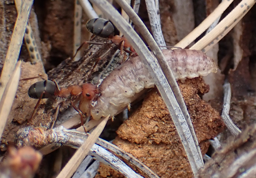 Western Thatching Ant from Yakima County, WA, USA on June 1, 2024 at 10 ...