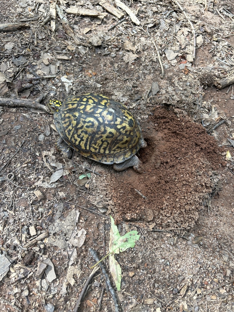 Common Box Turtle in June 2024 by birdmanwill · iNaturalist