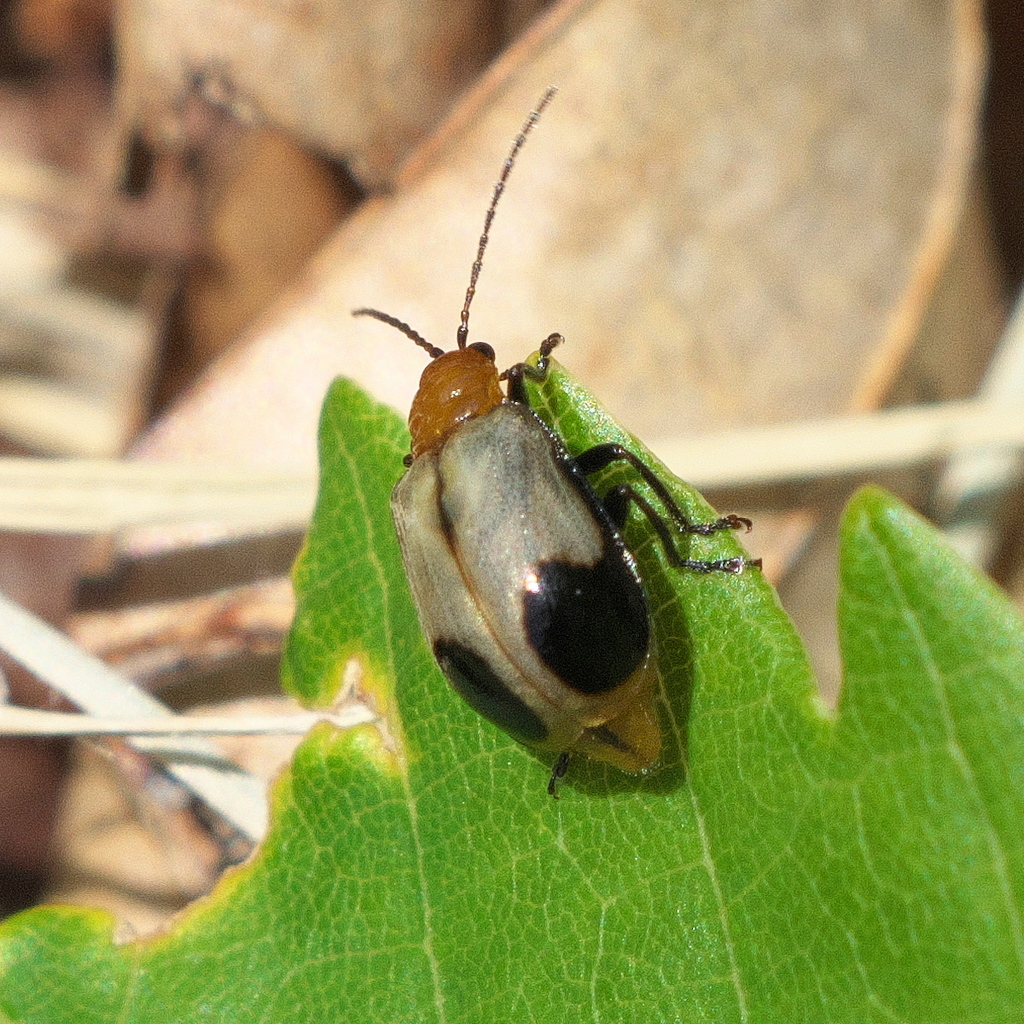 Paridea angulicollis from Okuse, Towada, Aomori, Japan on May 29, 2024 ...