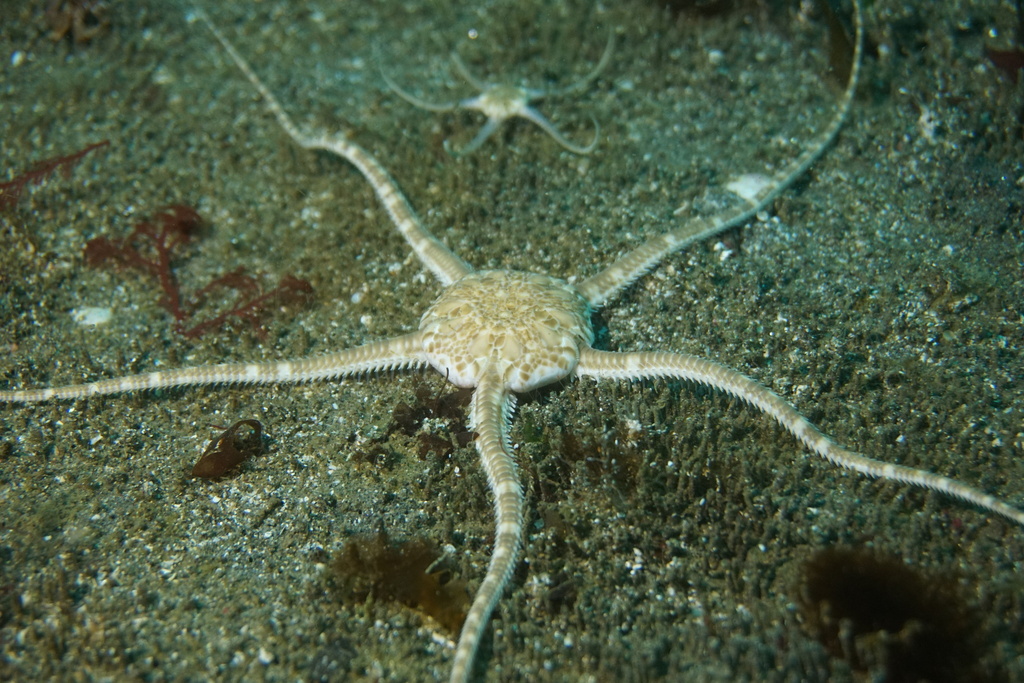 Ophiura albida from Eystur, FO-OS, FO on July 2, 2022 at 04:25 PM by ...