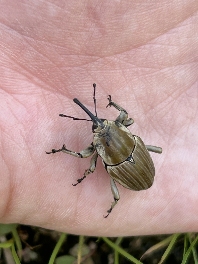 Clay-colored Billbug from Capitol Beach, Lincoln, NE, US on June 10 ...