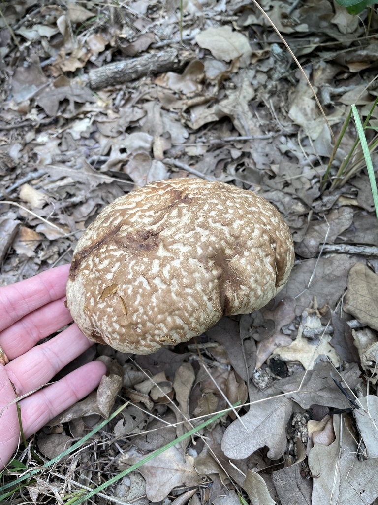 Brain puffball from Gibbins Park, Arlington, TX, US on June 10, 2024 at ...