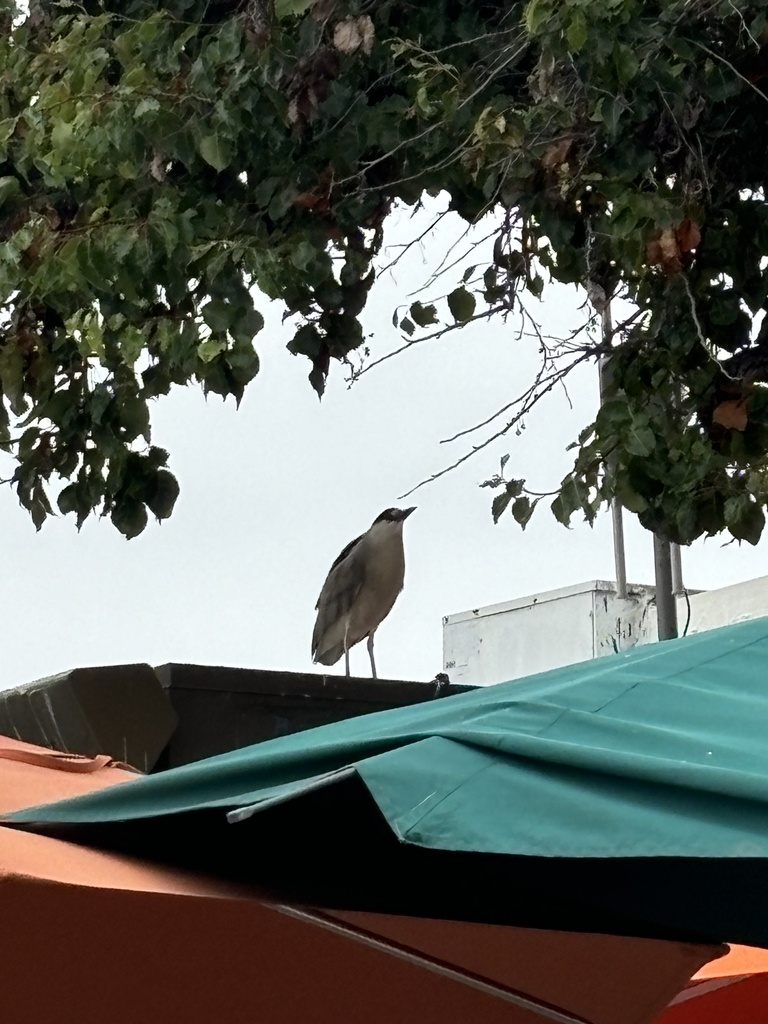 Black-crowned Night Heron in June 2024 by Tyler Busby · iNaturalist