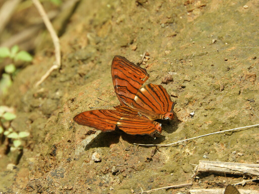 Cyrestini from North Luwu Regency, South Sulawesi, Indonesia on June 9 ...