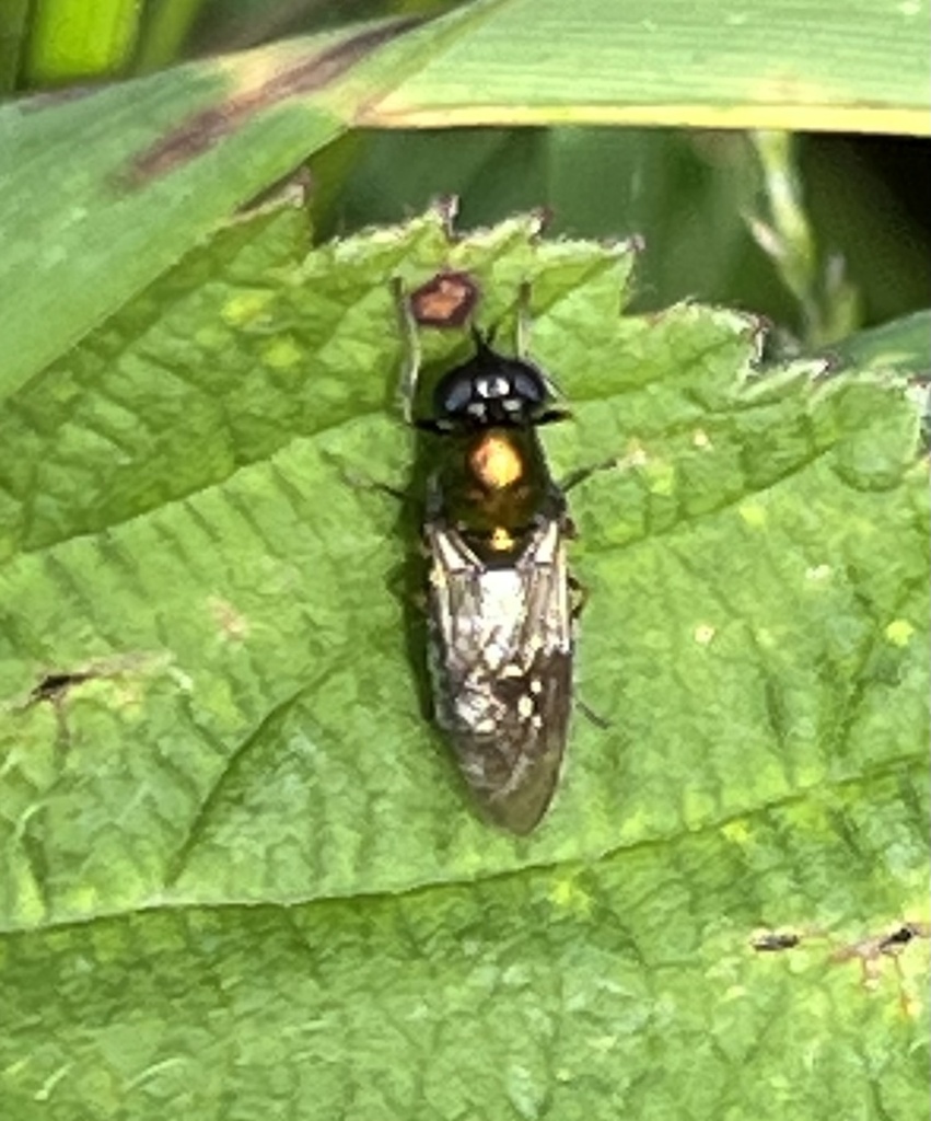 Broad Centurion Fly from West Norwood Crematorium and Cemetery, London ...