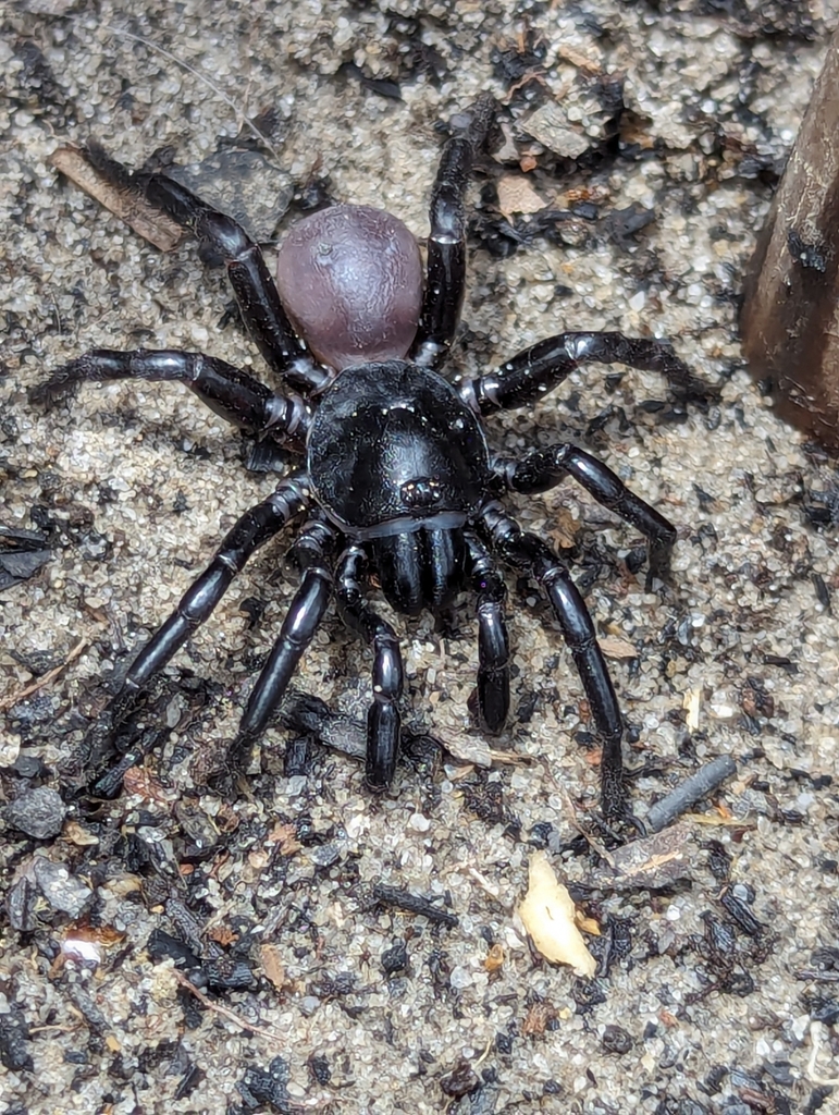 Audouin's Trapdoor Spider in June 2024 by Kate · iNaturalist