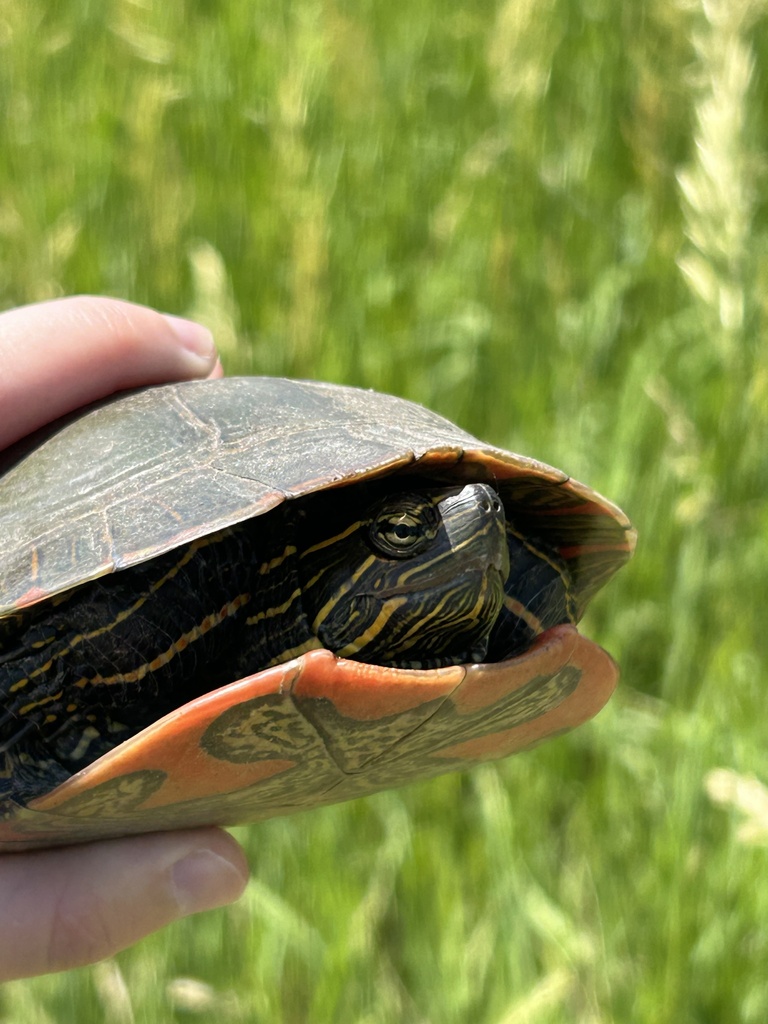 Western Painted Turtle from Capitol Beach, Lincoln, NE, US on June 10 ...
