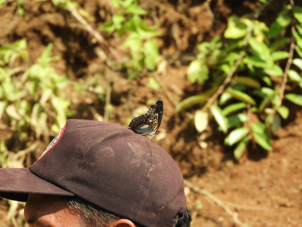 Moduza lymire from North Luwu Regency, South Sulawesi, Indonesia on ...