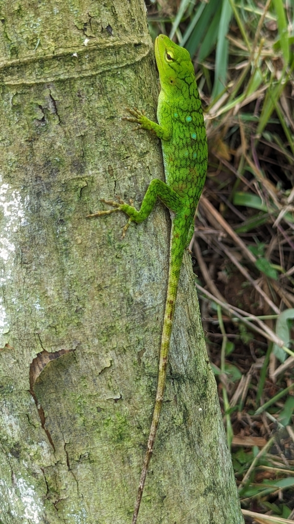 South American Giant Green Anole from Cube, Ecuador on June 10, 2024 at ...