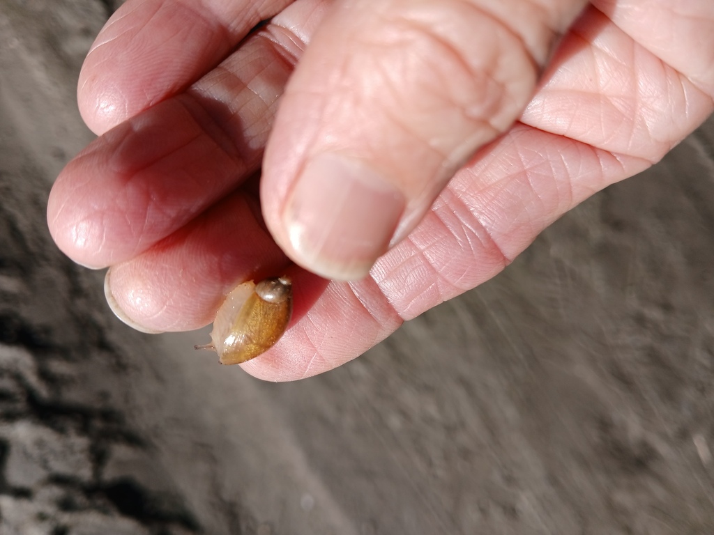 Amber Snails from Weathersfield, VT, USA on June 10, 2024 at 08:38 AM ...