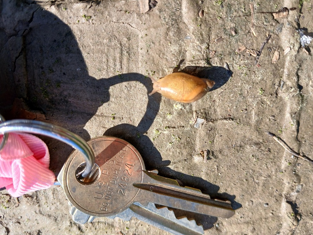 Amber Snails from Weathersfield, VT, USA on June 10, 2024 at 08:37 AM ...
