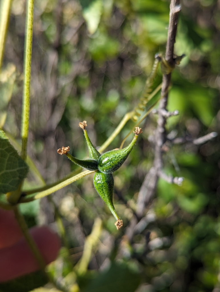 alpine bur cucumber in June 2024 by Michael Sthreshley · iNaturalist