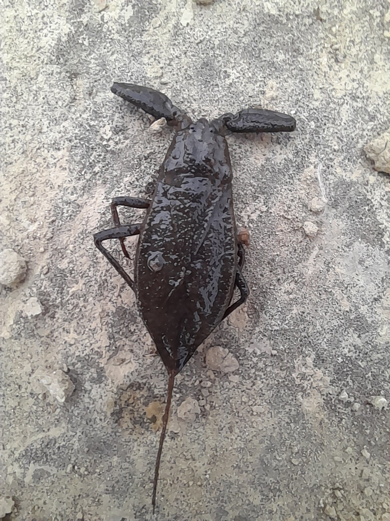 Eurasian Water Scorpion from Voila, Romania on June 10, 2024 at 08:29 ...