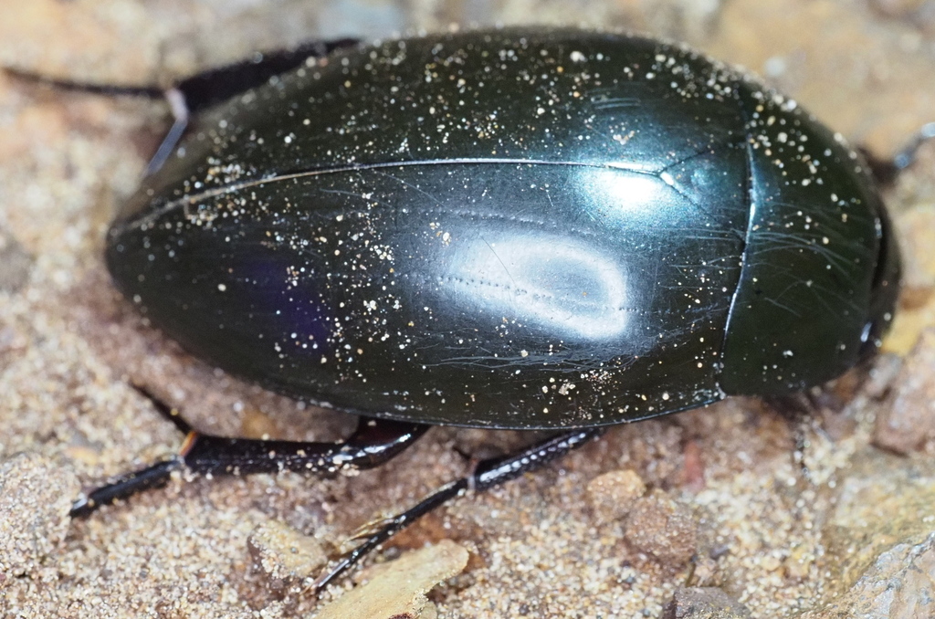 Hydrophilus ovatus from Harrison County, TX, USA on June 7, 2024 at 09: ...