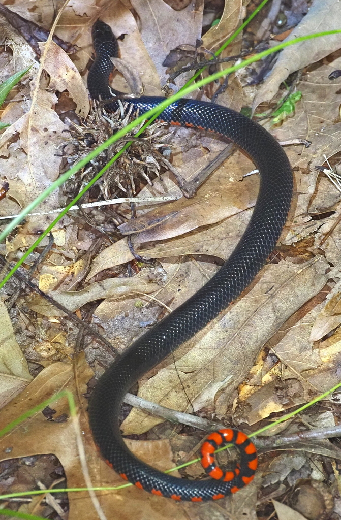 Mudsnake from Harrison County, TX, USA on June 7, 2024 at 11:15 PM by ...
