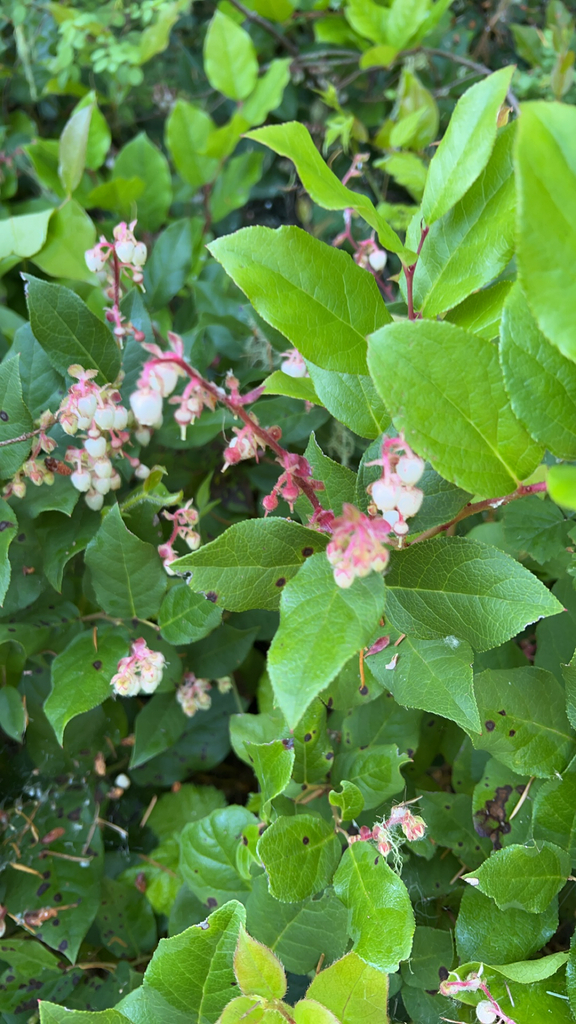 salal from Castle Rock on June 7, 2024 at 07:53 AM by ...