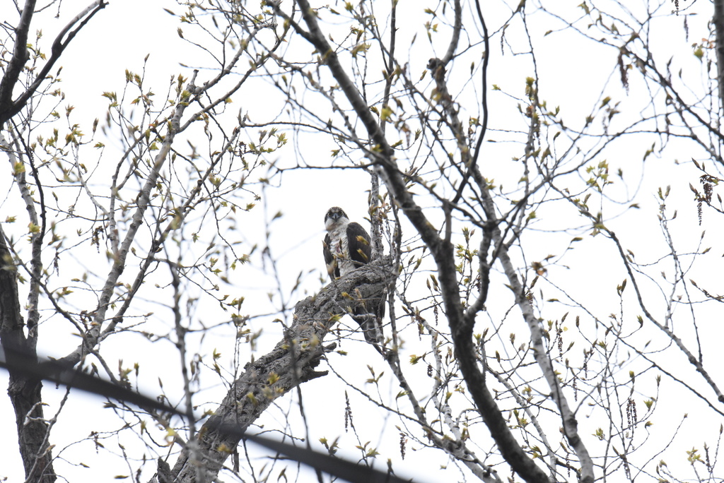 Osprey from Lac-Brome, QC J0E, Canada on May 12, 2024 at 08:04 AM by ...