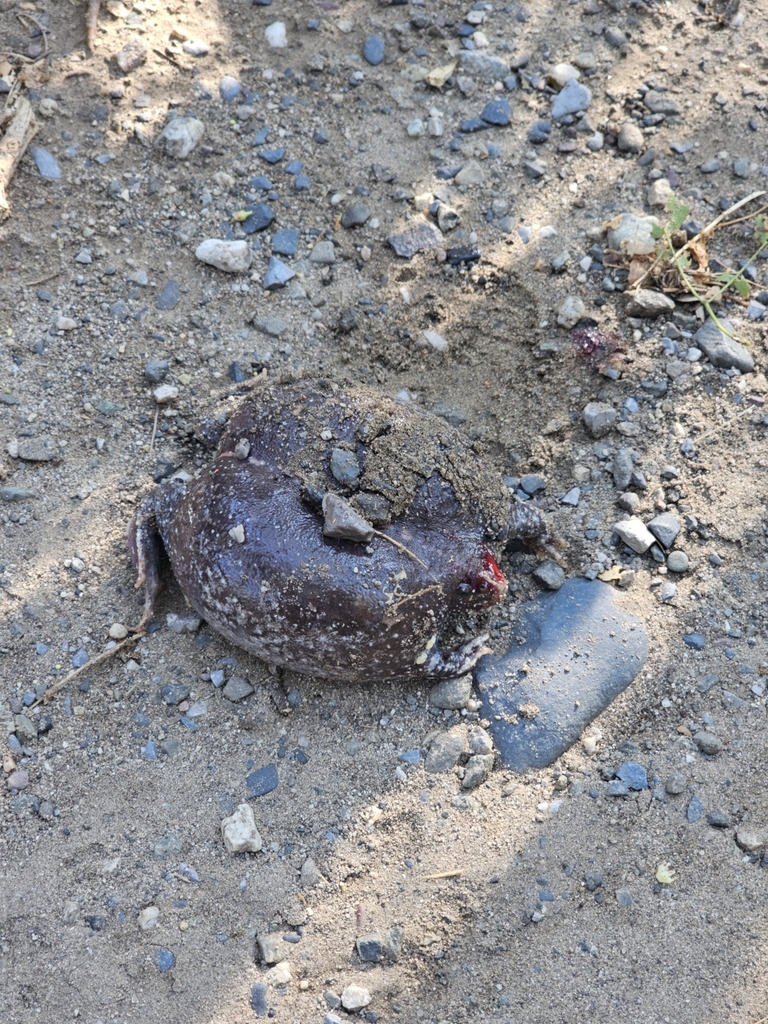 Mexican Burrowing Toad from 87294 Tamps., México on June 9, 2024 at 08: ...