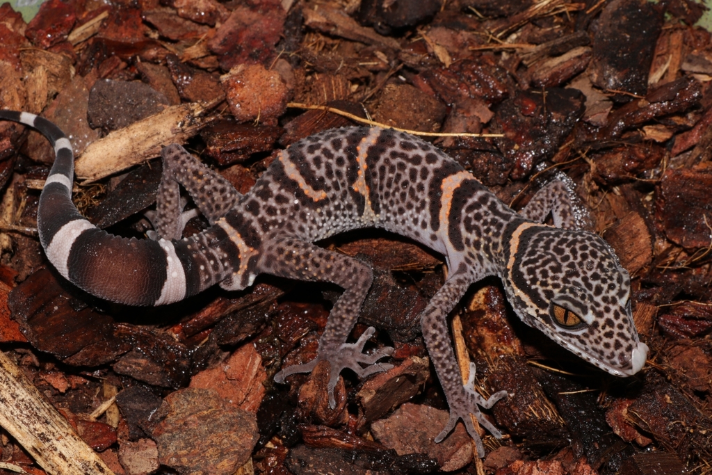 Chinese Leopard Gecko (Geckos of the world by Parker Taix) · iNaturalist