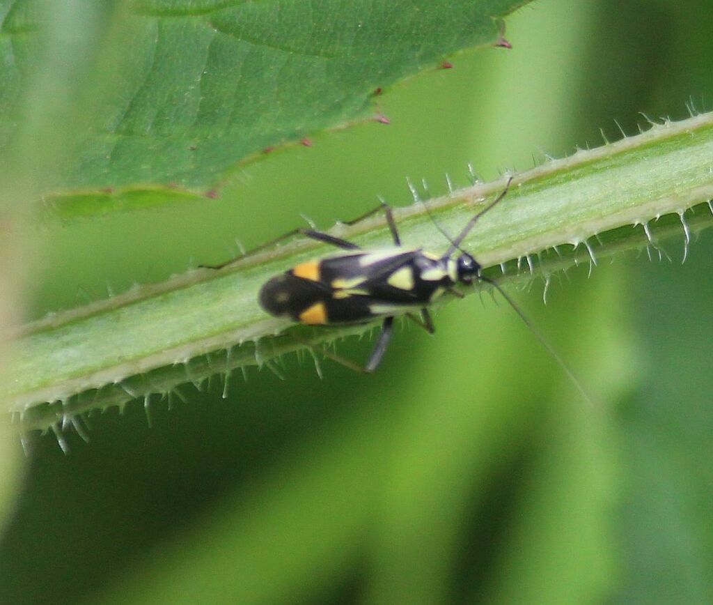 orange-spotted plant bug from Buckpool and Fens Pool LNR, Brierley Hill ...