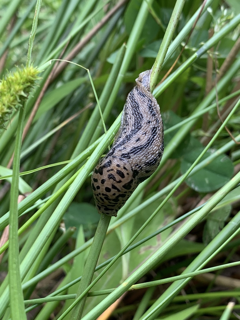 Leopard Slug from Anderson Hill Rd, Harrison, NY, US on June 10, 2024 ...