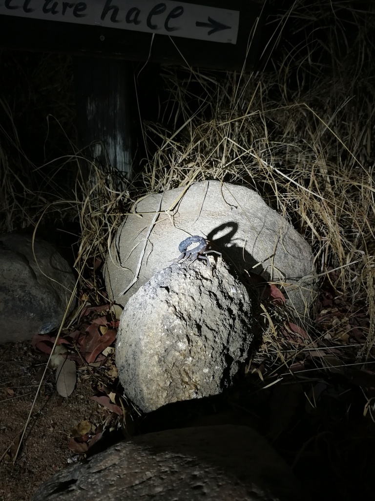 Transvaal Thicktail Scorpion from Mopani, Südafrika on October 25, 2019 ...