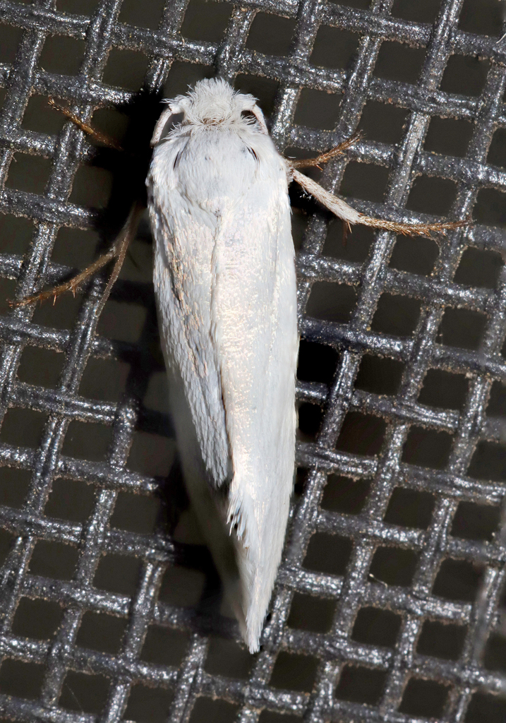 Eastern Yucca Moth from Oak Ridge, TN, USA on June 06, 2024 at 05:02 PM ...