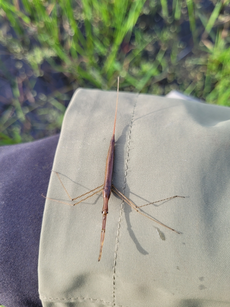 Water Stick Insect from Bolderslev, 6392 Bolderslev, Danmark on June 10 ...