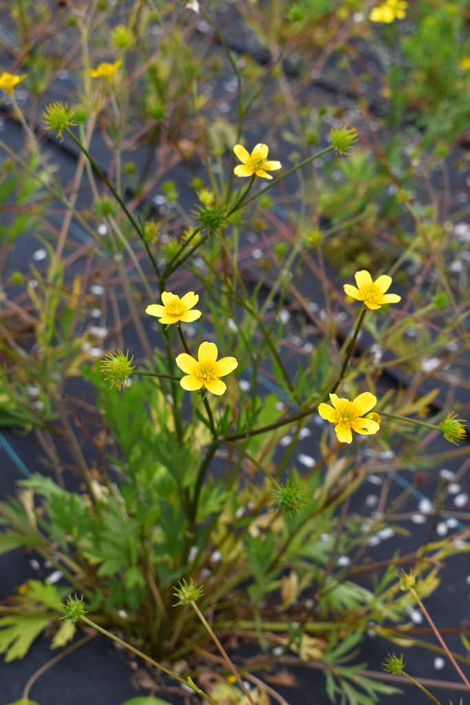 straightbeak buttercup from FBP Native Plant Nursery Lane County, OR ...