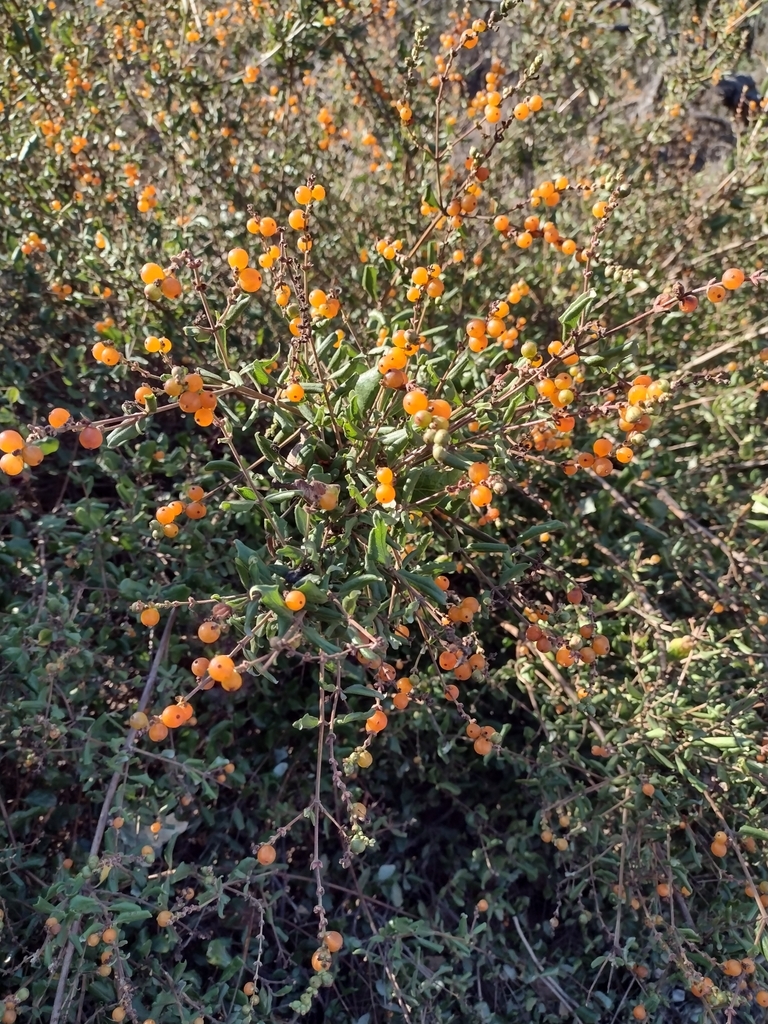 Southern Honeysuckle from Hidden Valley, CA 91361, USA on November 23 ...