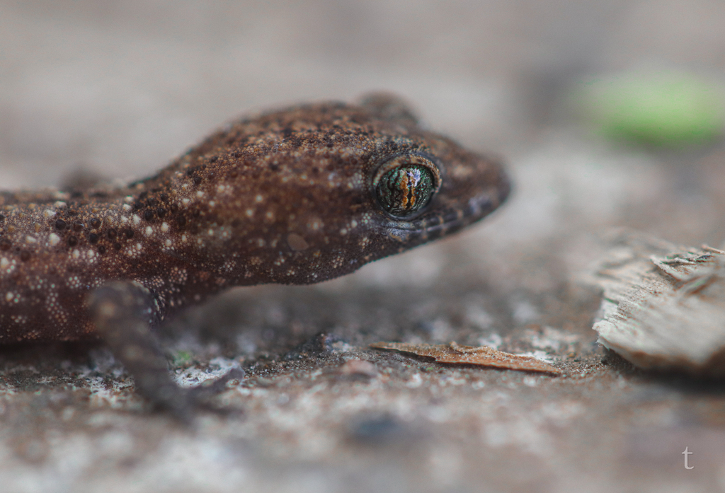 Common Prickly Gecko from Darwin NT, Australia on April 18, 2024 at 09: ...