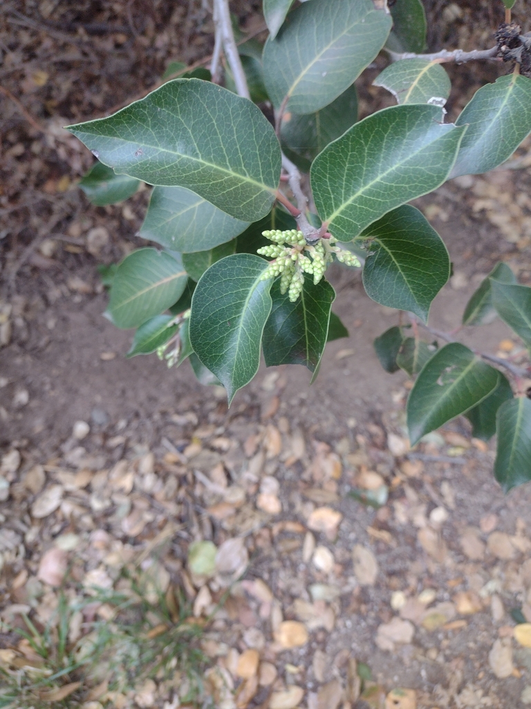 sugar bush from Hidden Valley, CA 91361, USA on November 23, 2023 at 02 ...