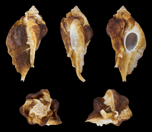 Genus Jaton · iNaturalist