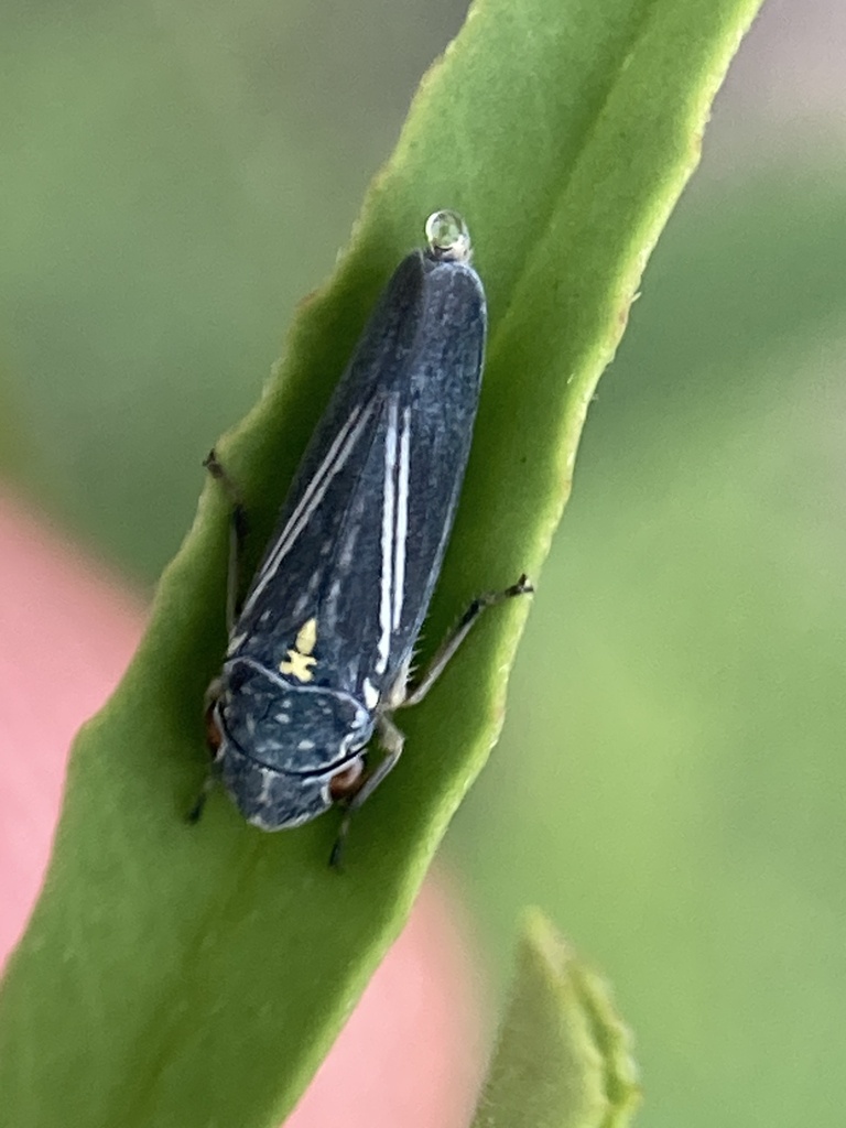Graphocephala hieroglyphica from Trinity Cir, Washington, PA, US on ...