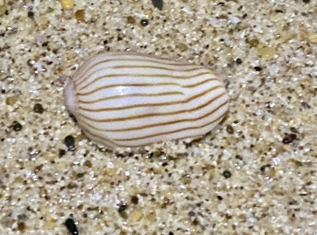 Zebra Volute from Tasman Sea, Corindi Beach, NSW, AU on June 11, 2024 ...