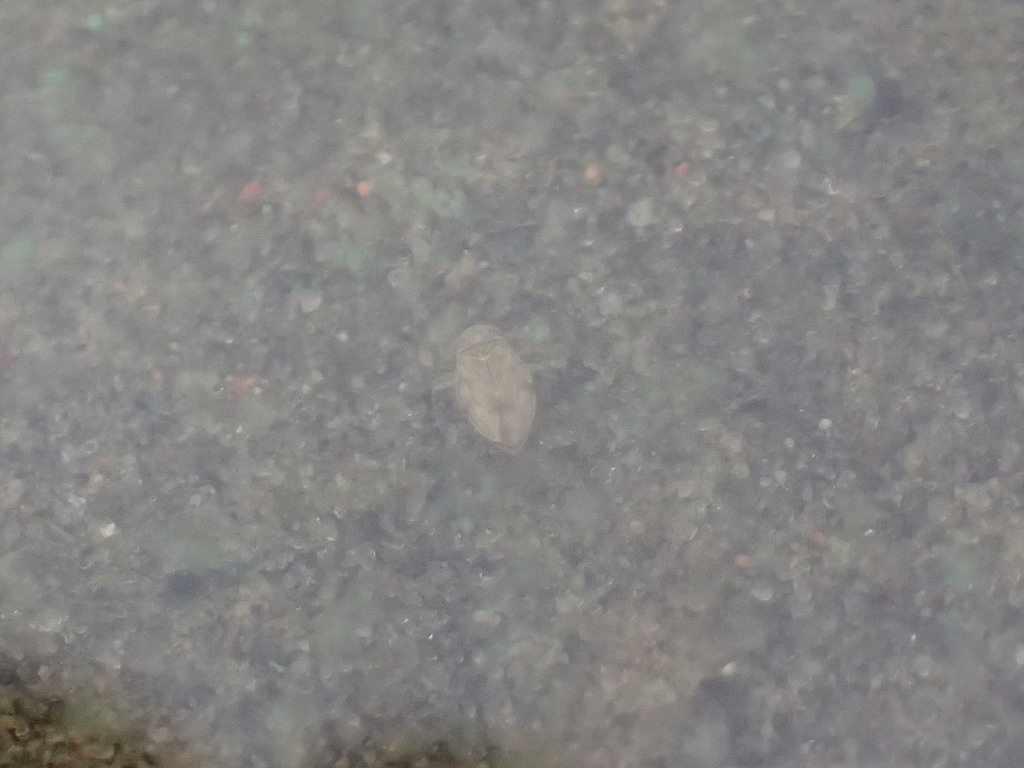 Micronecta from Służewo, Poland on September 4, 2016 at 04:12 PM by ...