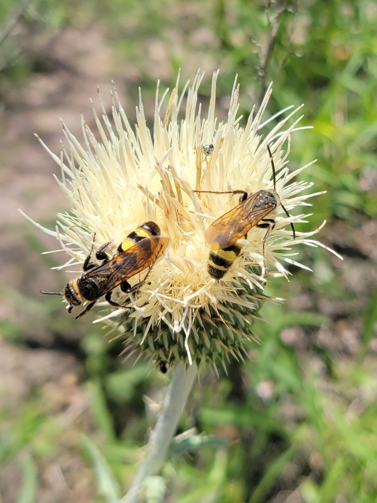 Feather-legged Scoliid Wasp from Natick, NE, USA on June 10, 2024 at 02 ...