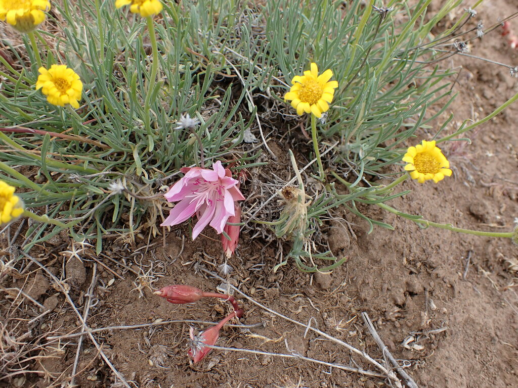 Bitterroot from Yakima County, WA, USA on June 1, 2024 at 11:24 AM by ...