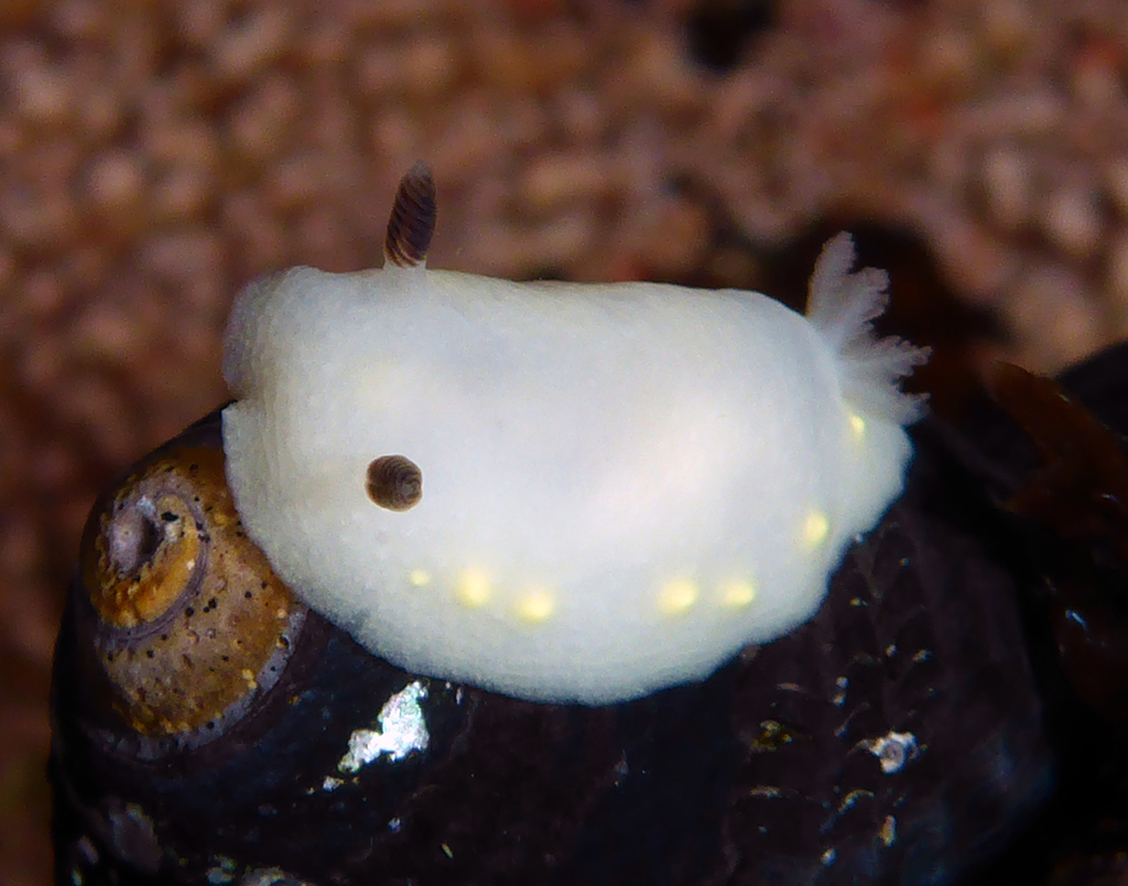 Yellow-spotted Cadlina (Pillar Point heretobranchs) · iNaturalist