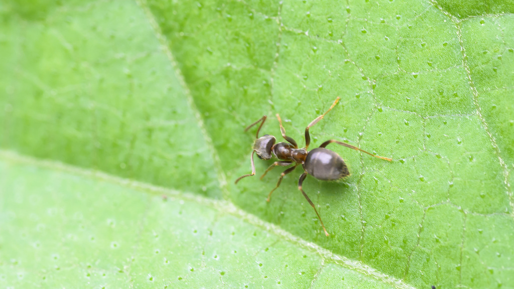 Black Garden Ant from Saint-Léonard, Montréal, QC, Canada on June 10 ...