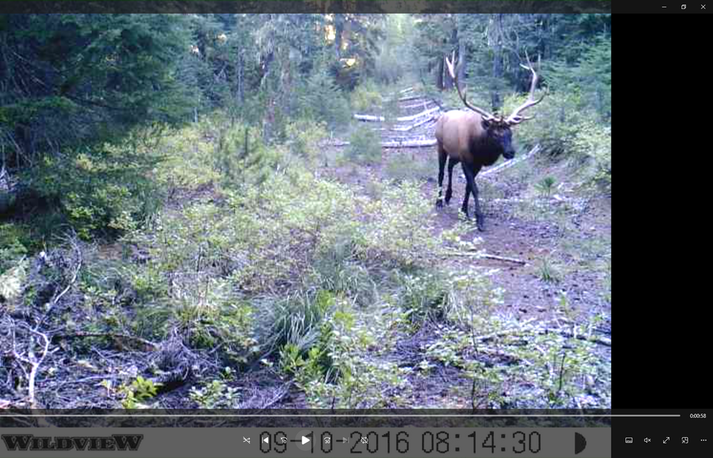 Wapiti in September 2016 by PNW-JC8 © 2000-2024. Elk · iNaturalist