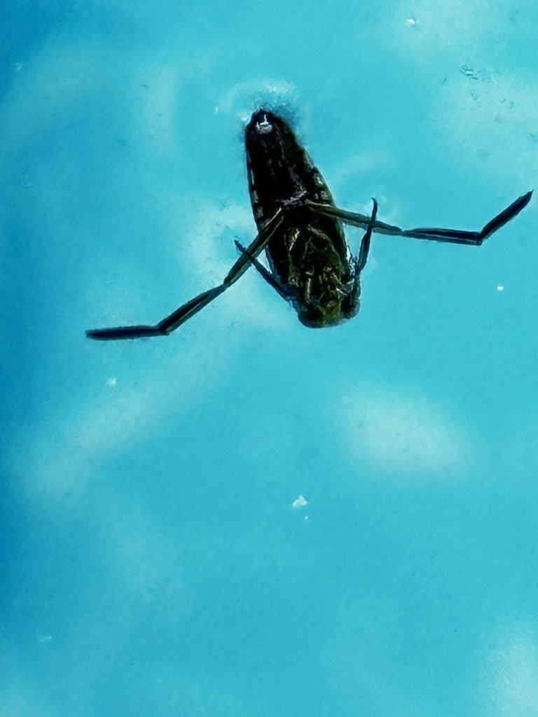 Milky Backswimmers from Arctic Ocean Dr, Brick, NJ, US on June 10, 2024 ...