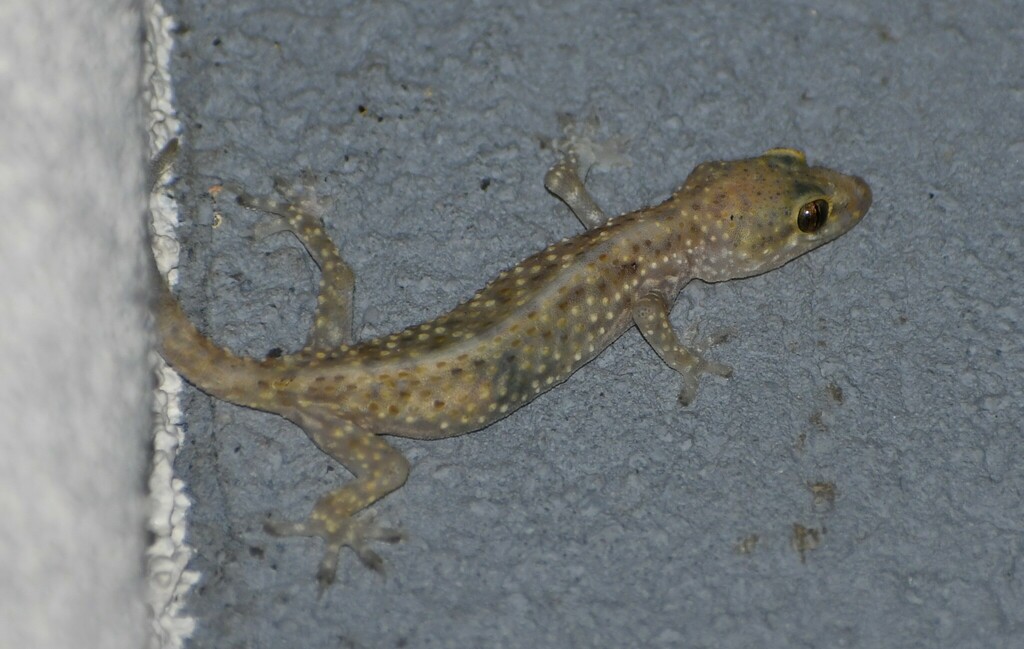 Mediterranean House Gecko from South Side, Corpus Christi, TX, USA on ...