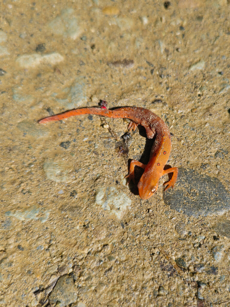 Red-spotted Newt from Jackson, ME 04921, USA on June 10, 2024 at 09:20 ...